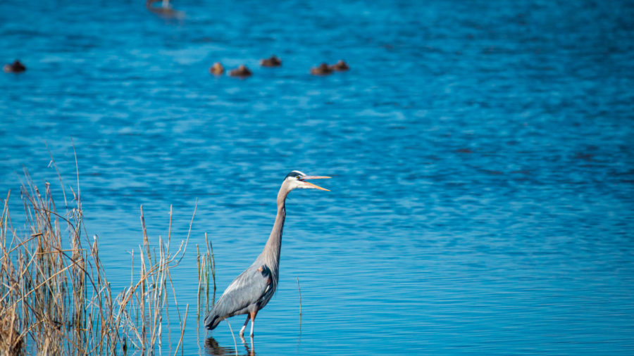 Great Salt Lake Collaborative - Great Salt Lake sinking levels could ...