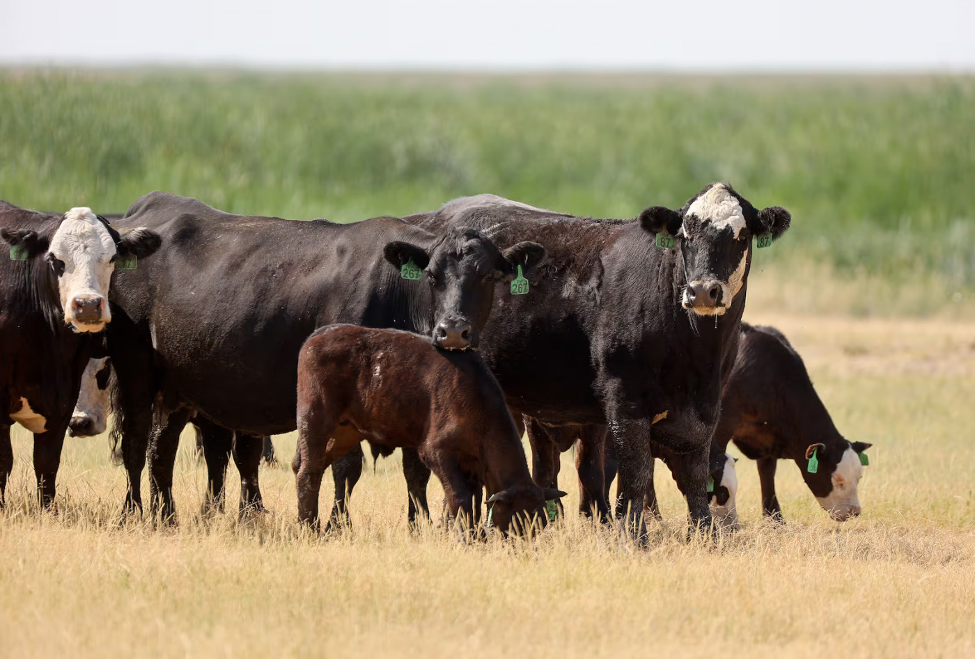 Great Salt Lake Collaborative - How cows are used as weed eaters ...